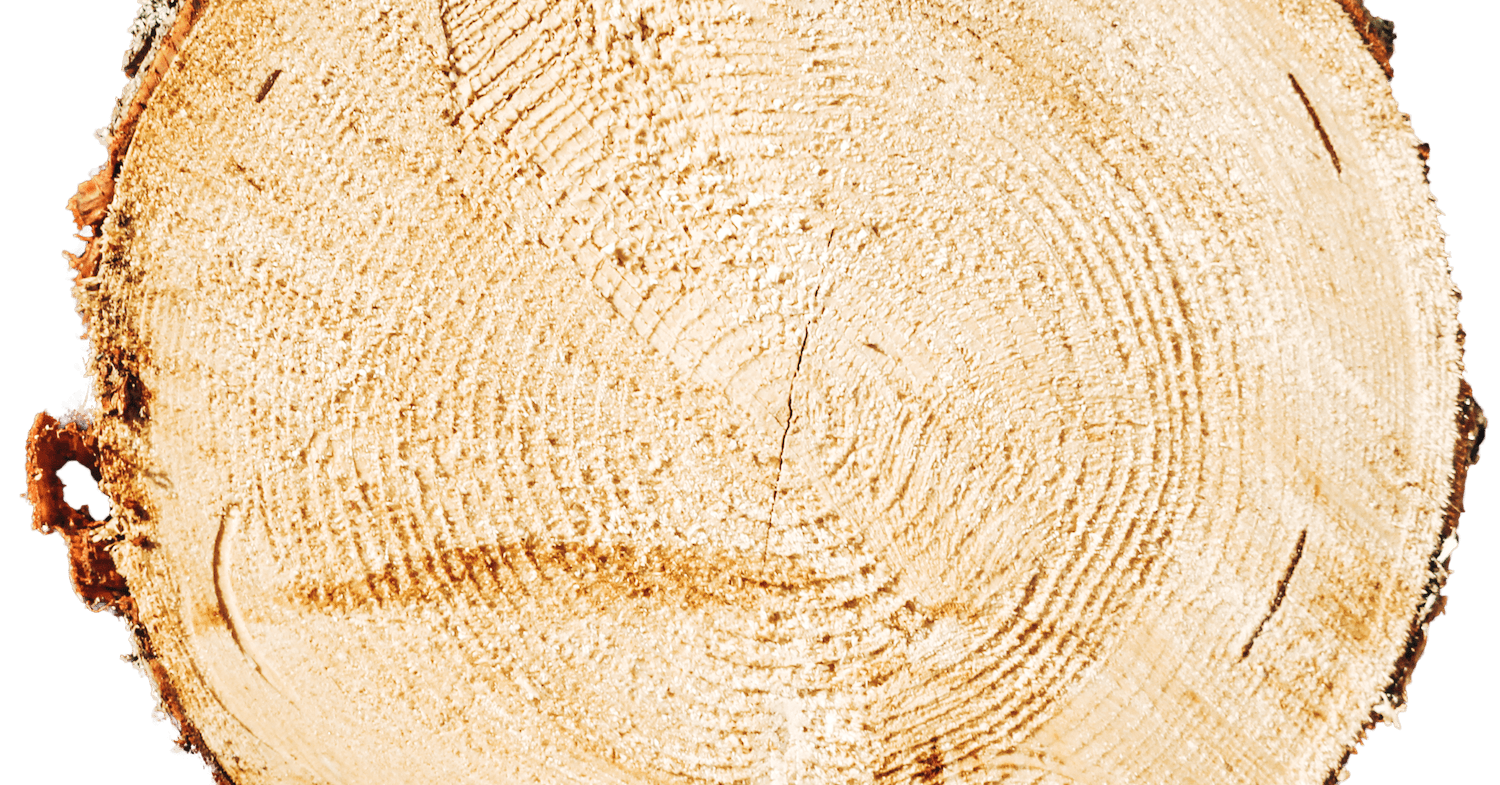 Die Fichte | Picea abies | ARGE NOCKHOLZ